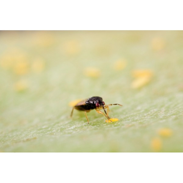 thripor l 500 trips koppert